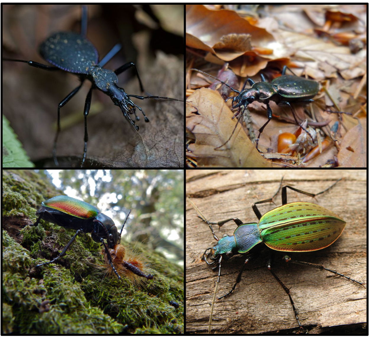 Models / Systematics | The Toussaint Lab